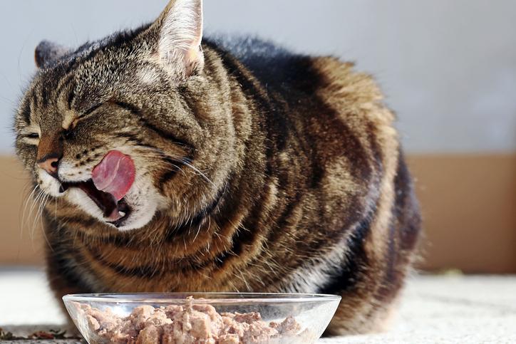 Why Is My Cat Not Eating and Throwing Up? - Causes and Treatment