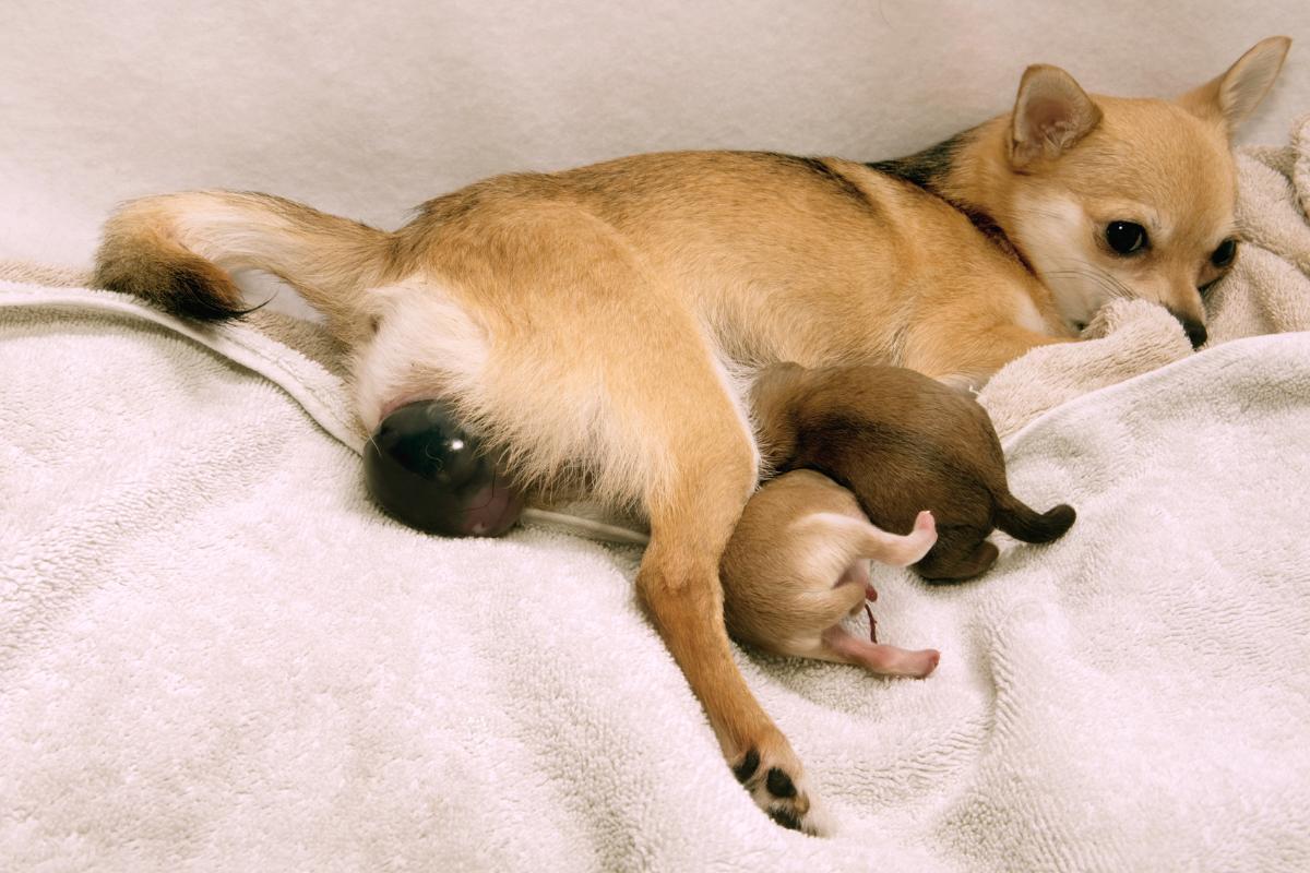 How to Know When Your Dog Is Done Giving Birth - Signs Labor Is Over