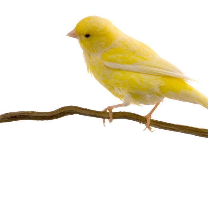 Caring for a Canary