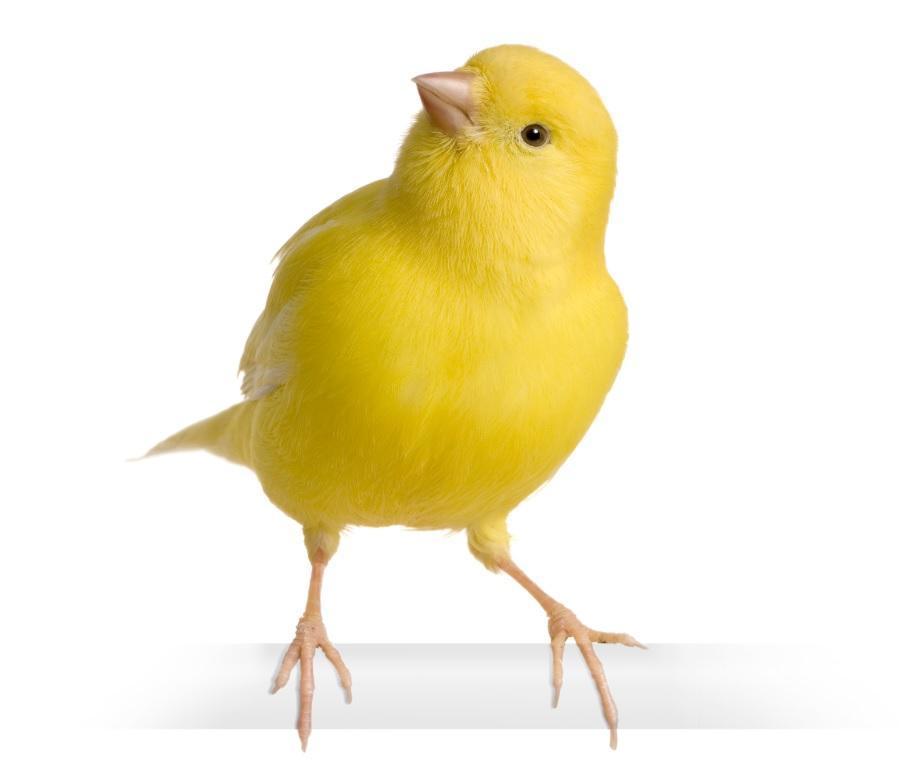 Caring for a Canary