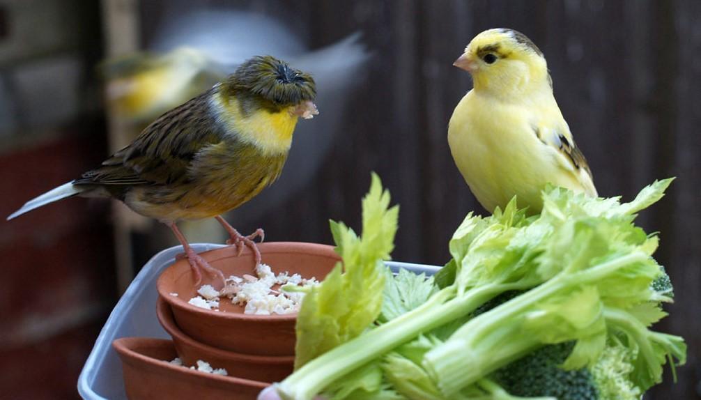 Caring for a Canary