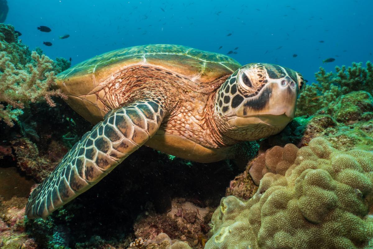 7 Types of Sea Turtles - Key Features, Habitats & Facts