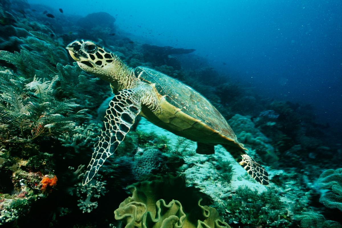 7 Types of Sea Turtles - Key Features, Habitats & Facts