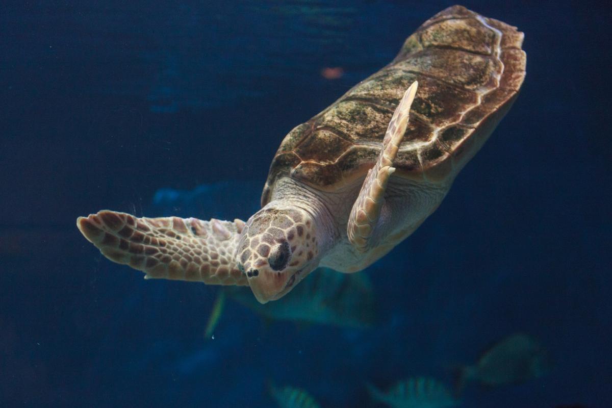 7 Types of Sea Turtles - Key Features, Habitats & Facts
