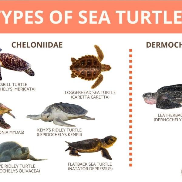 7 types of sea turtles