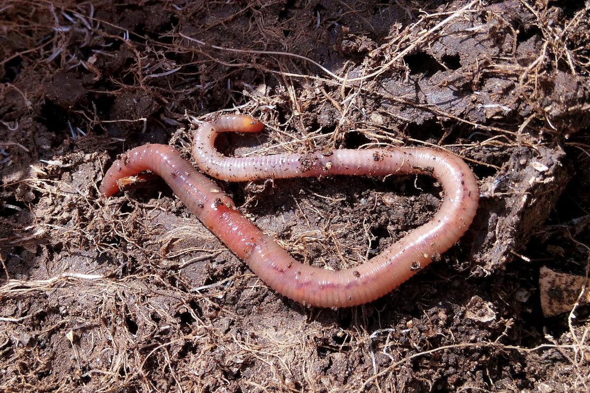 Are Worms Insects or Amphibians? - Worm Classification