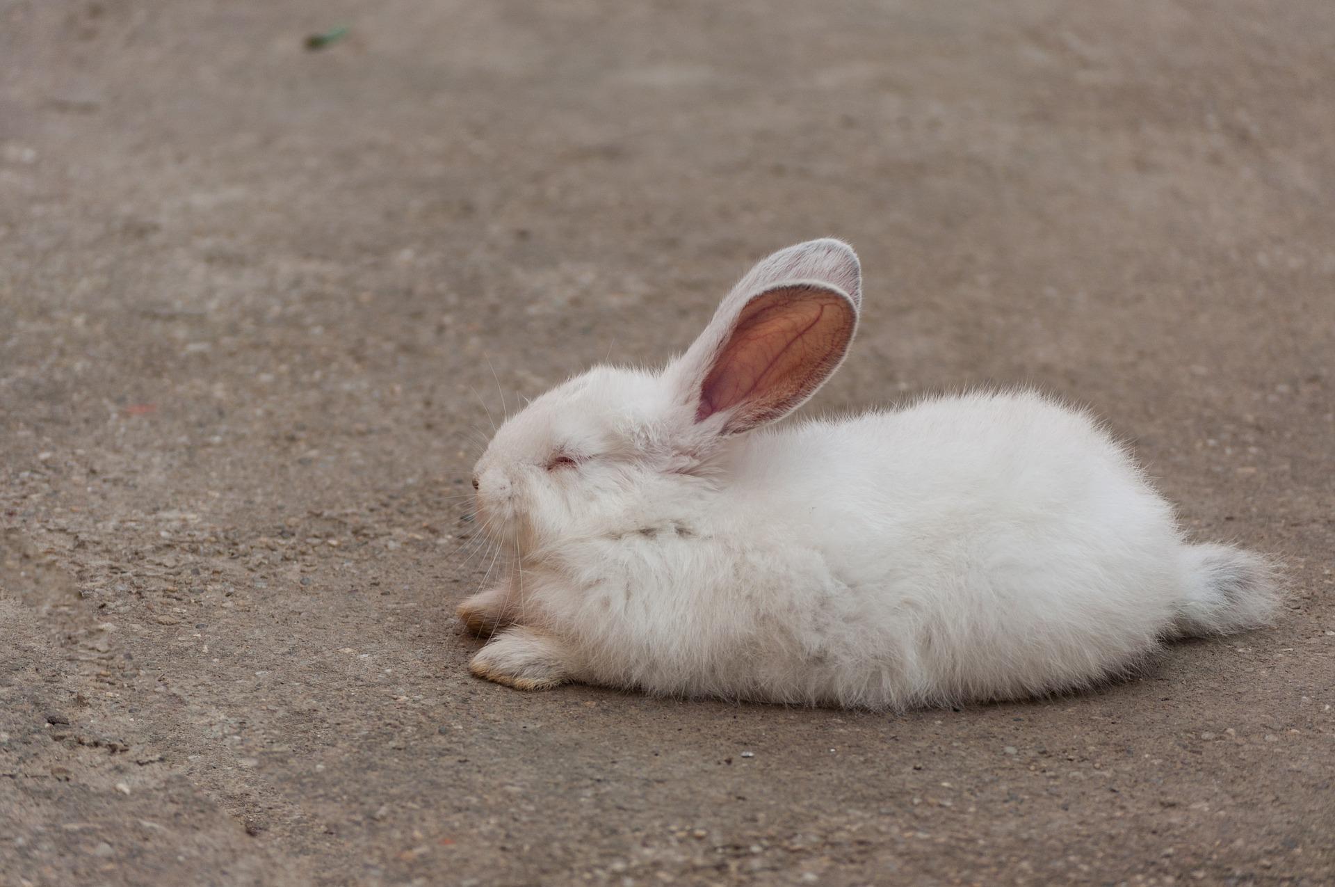 Most Common Rabbit Diseases Explained!