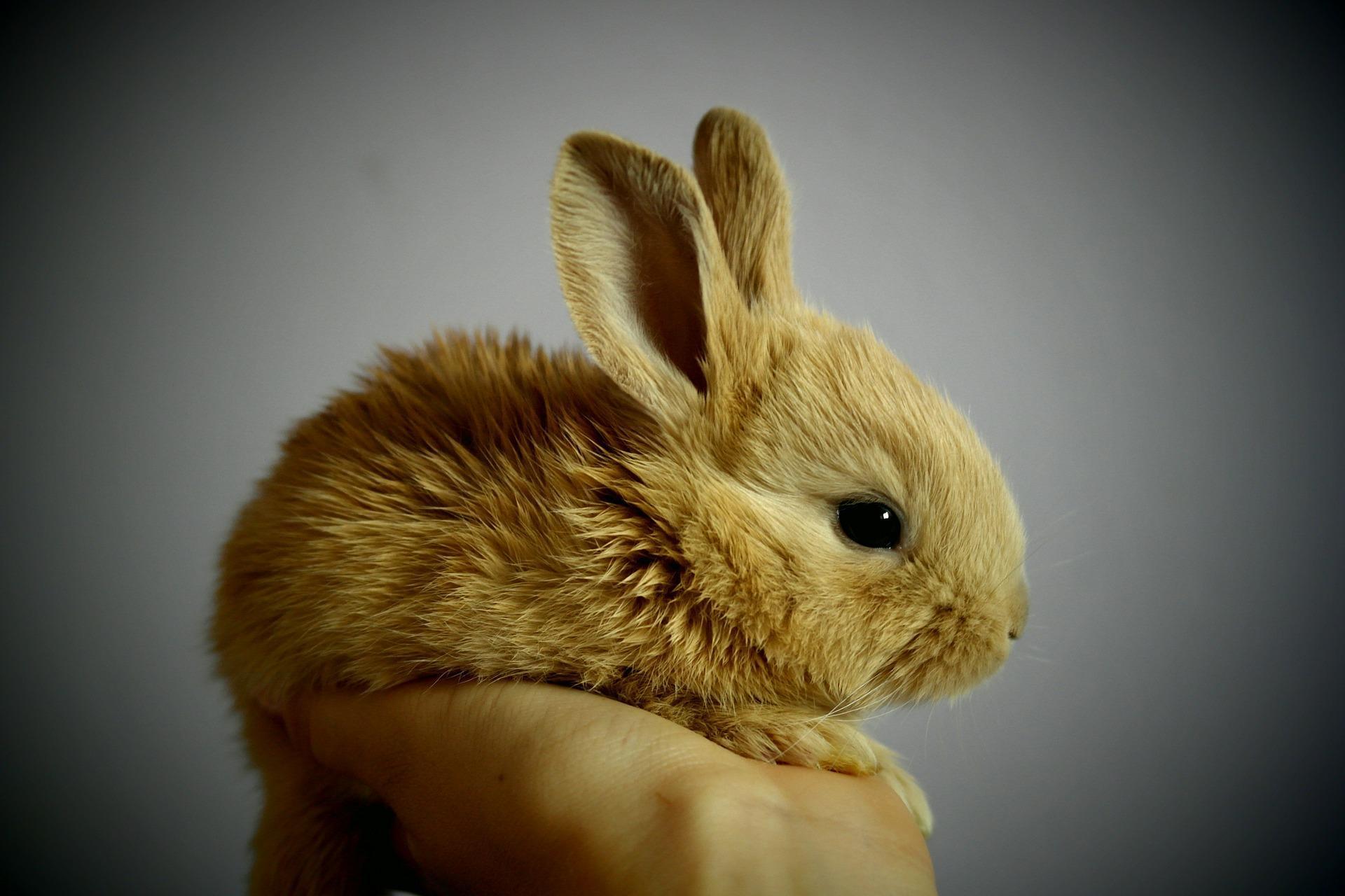Most Common Rabbit Diseases Explained!