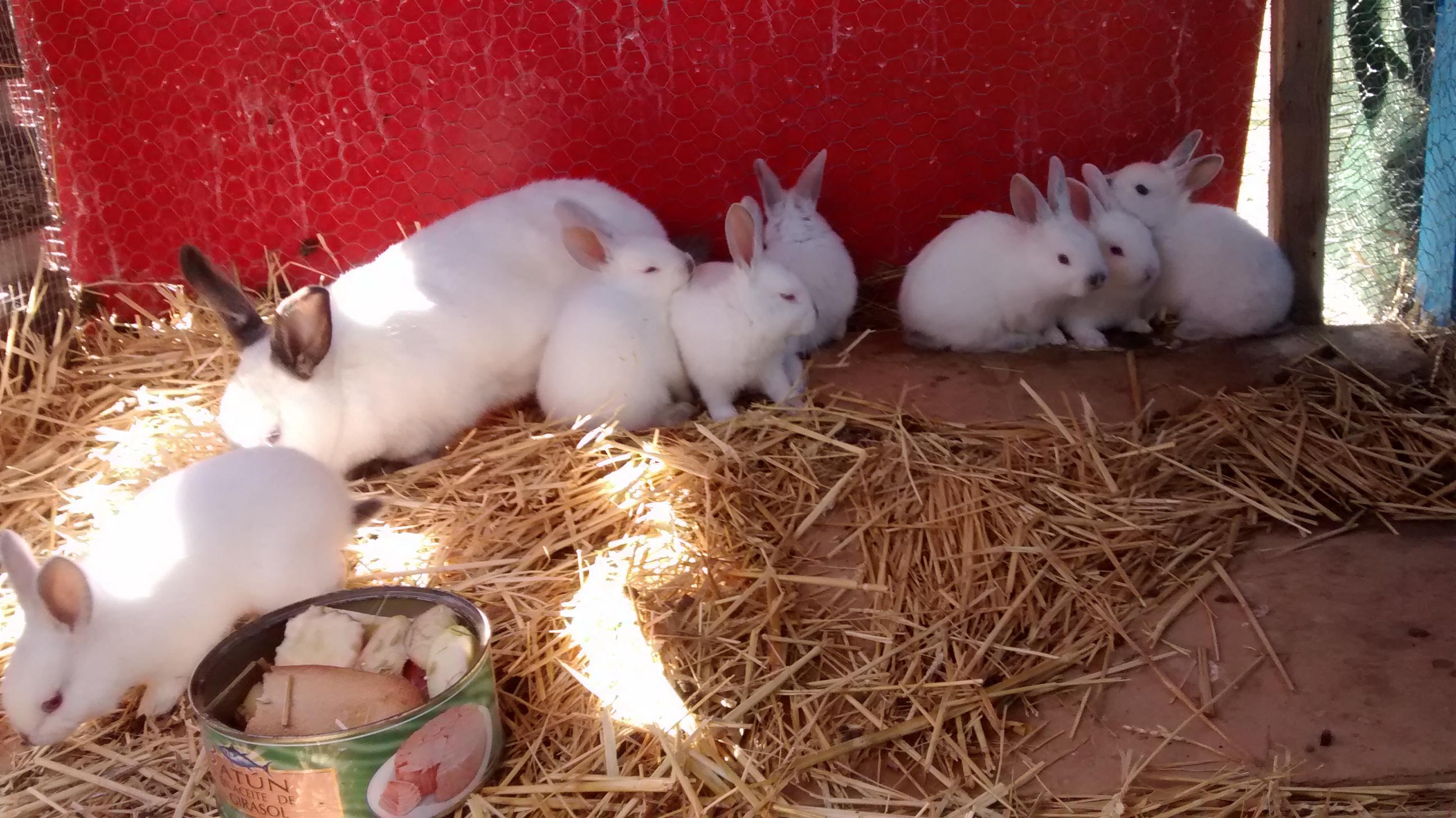 Most Common Rabbit Diseases Explained!