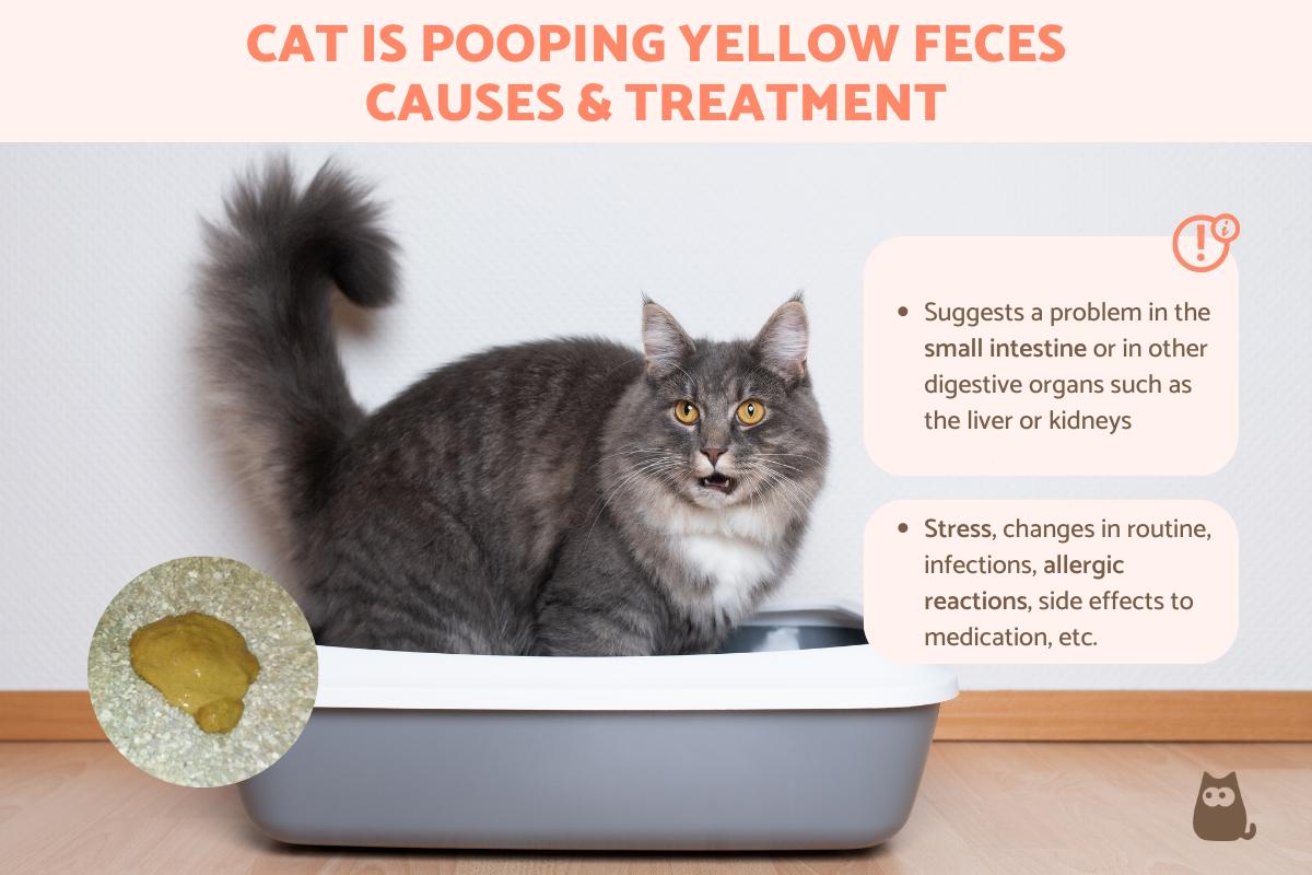 My Cat Is Pooping Yellow Feces - Causes and Treatment of Yellowish Cat Poop