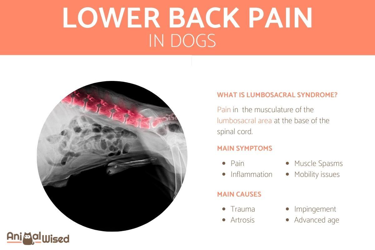 My Dog Has Lower Back Pain - Lumbosacral Syndrome in Dogs