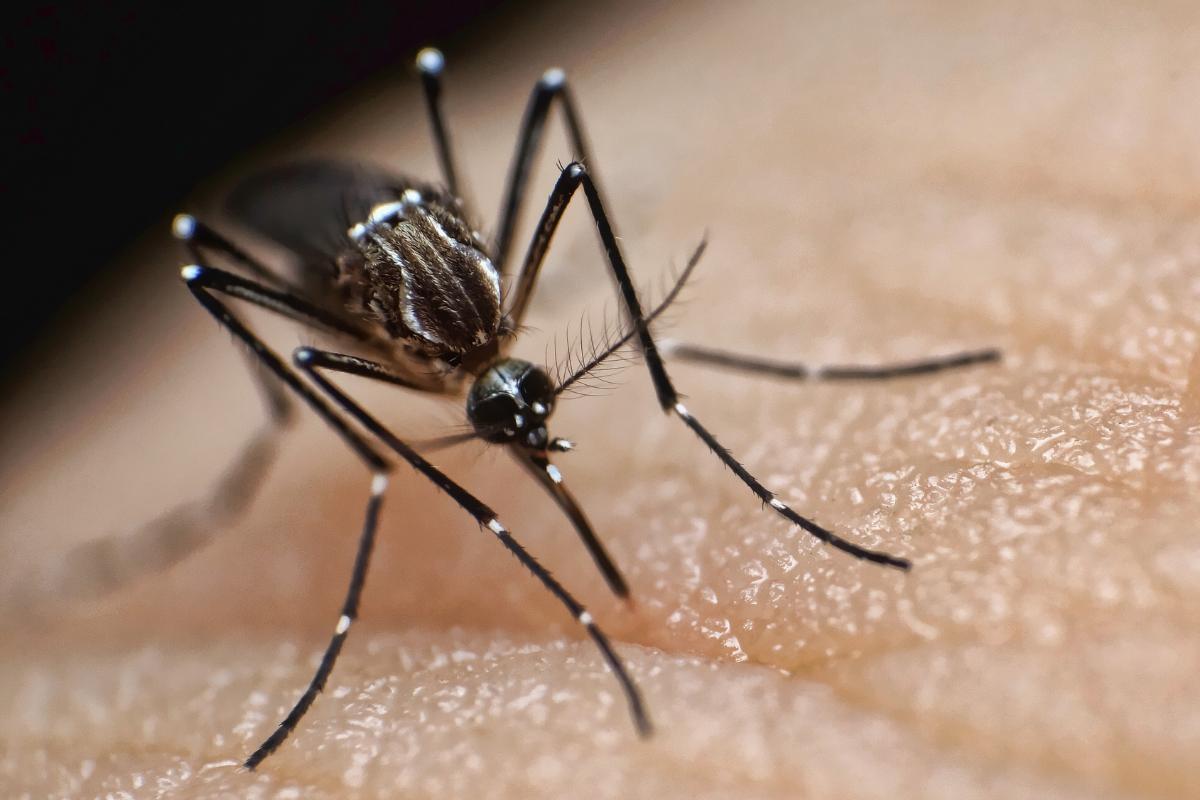 Do Mosquitoes Have Teeth? - Mosquito Teeth and Their Feeding Mechanism