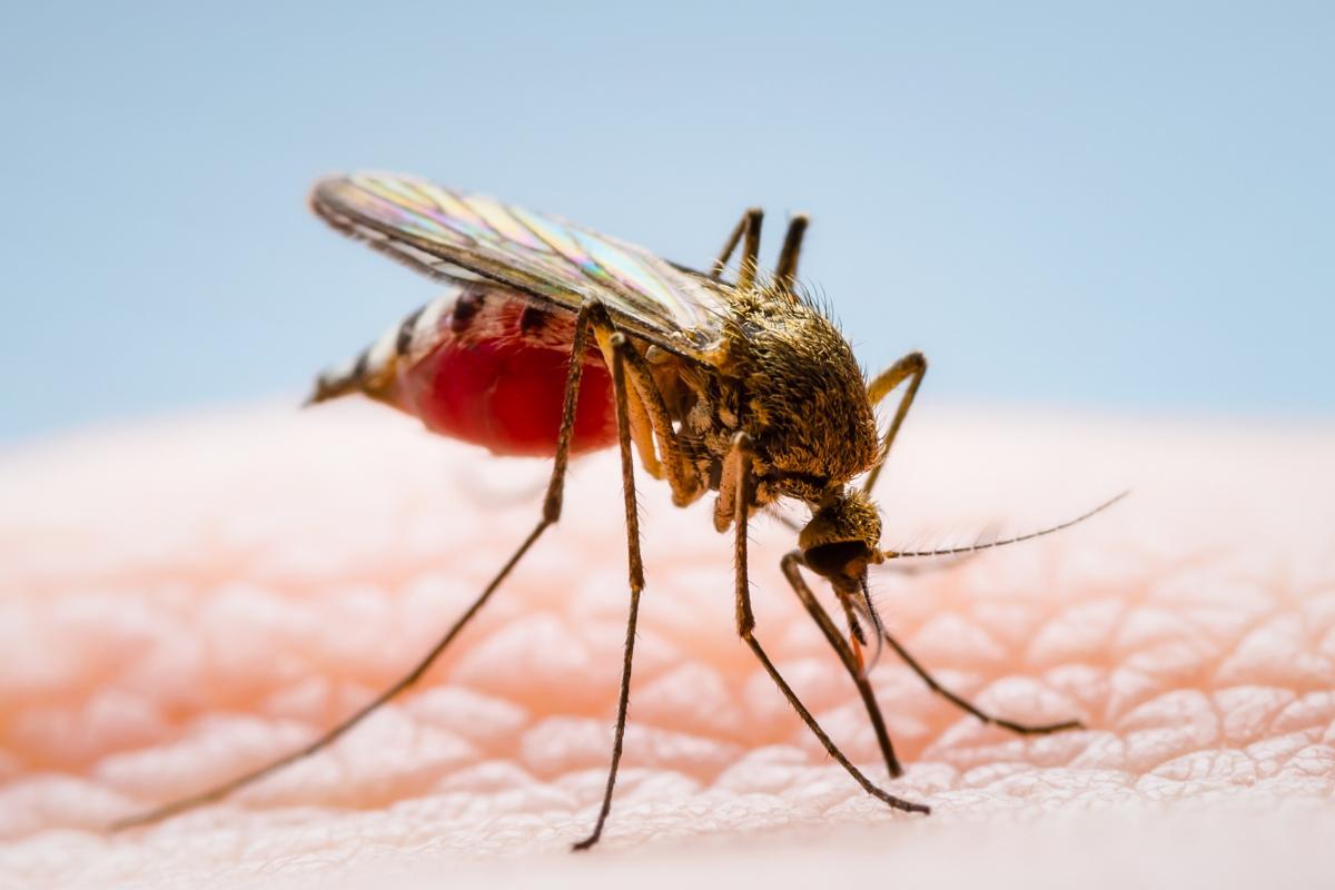 Do Mosquitoes Have Teeth? - Mosquito Teeth and Their Feeding Mechanism