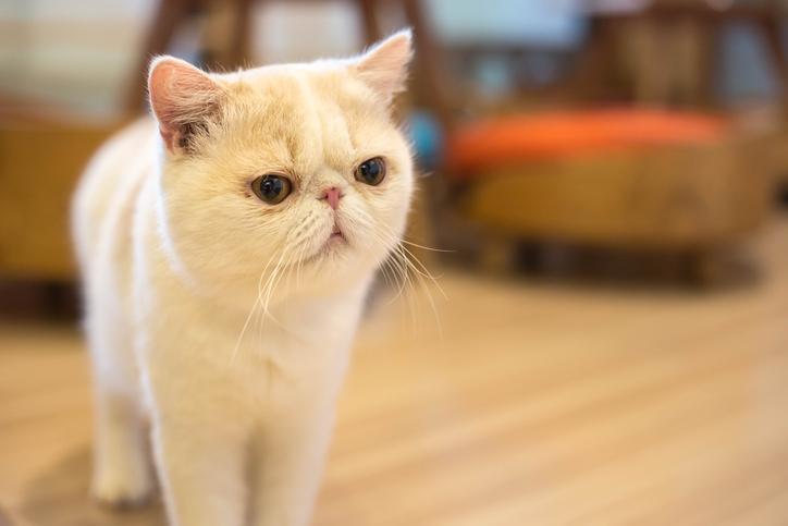 Vestibular Disease In Cats - Symptoms, Causes and Treatment