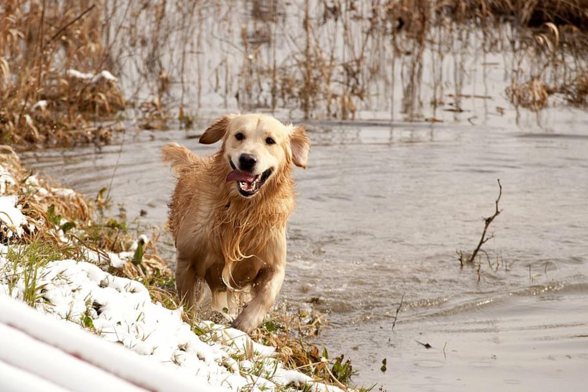 Life Cycle of a Dog - Stages of Development