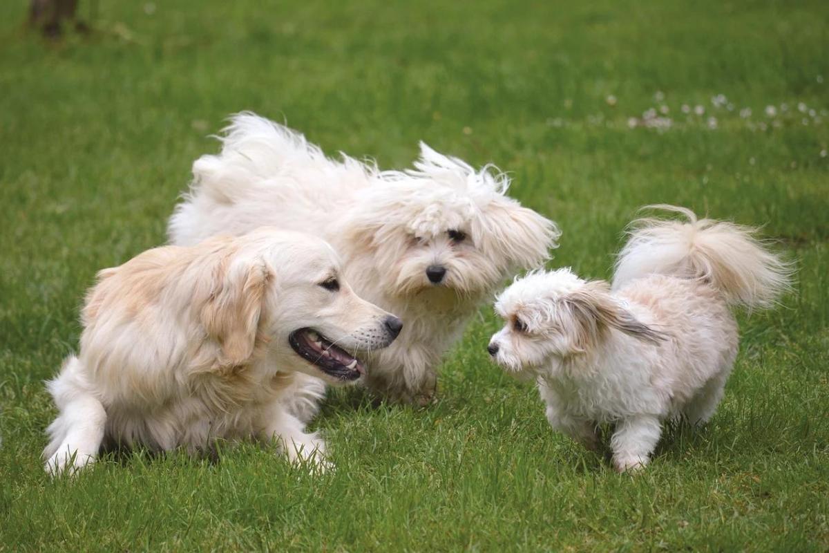 Life Cycle of a Dog - Stages of Development