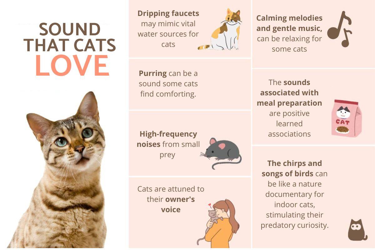 7 Sounds That Cats Like the Most