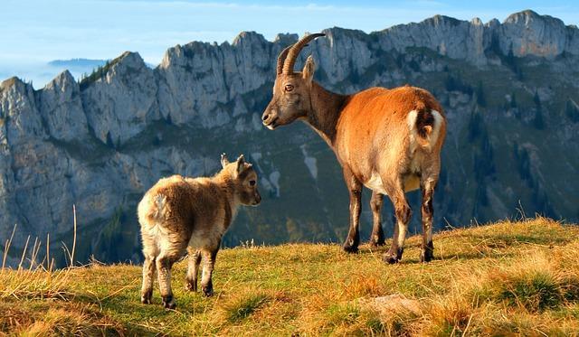 Animals That Are Ruminants - Full List of Ruminant Animals