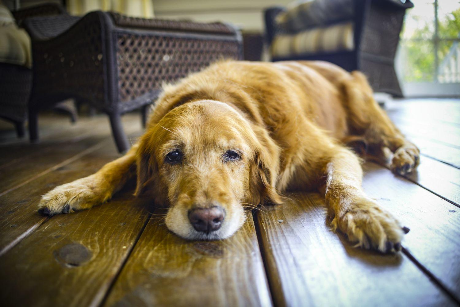 Neurological Problems in Older Dogs - Symptoms, Causes and Treatment