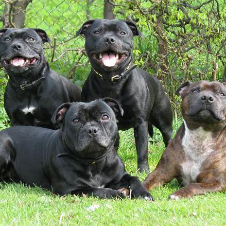 Types of Terrier Dogs: Terrier Breeds Around the World