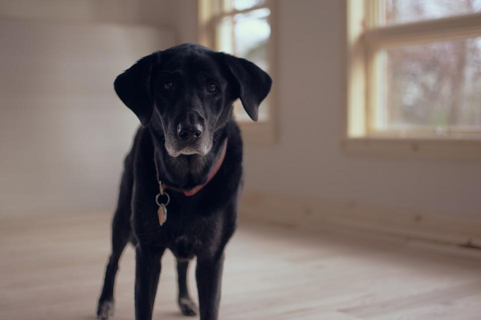 Neurological Problems in Older Dogs - Symptoms, Causes and Treatment