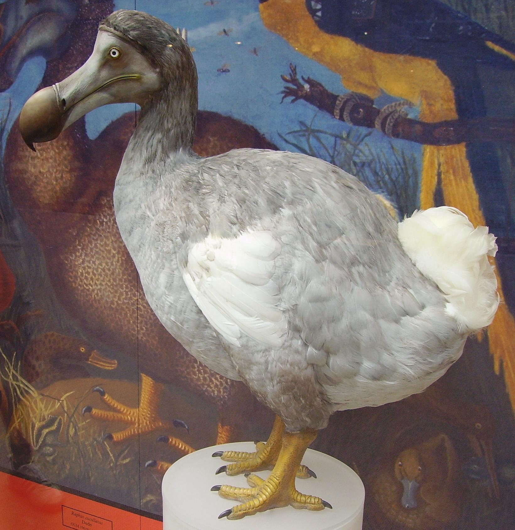 Why Did the Dodo Go Extinct? - Understanding Dodo Bird Extinction