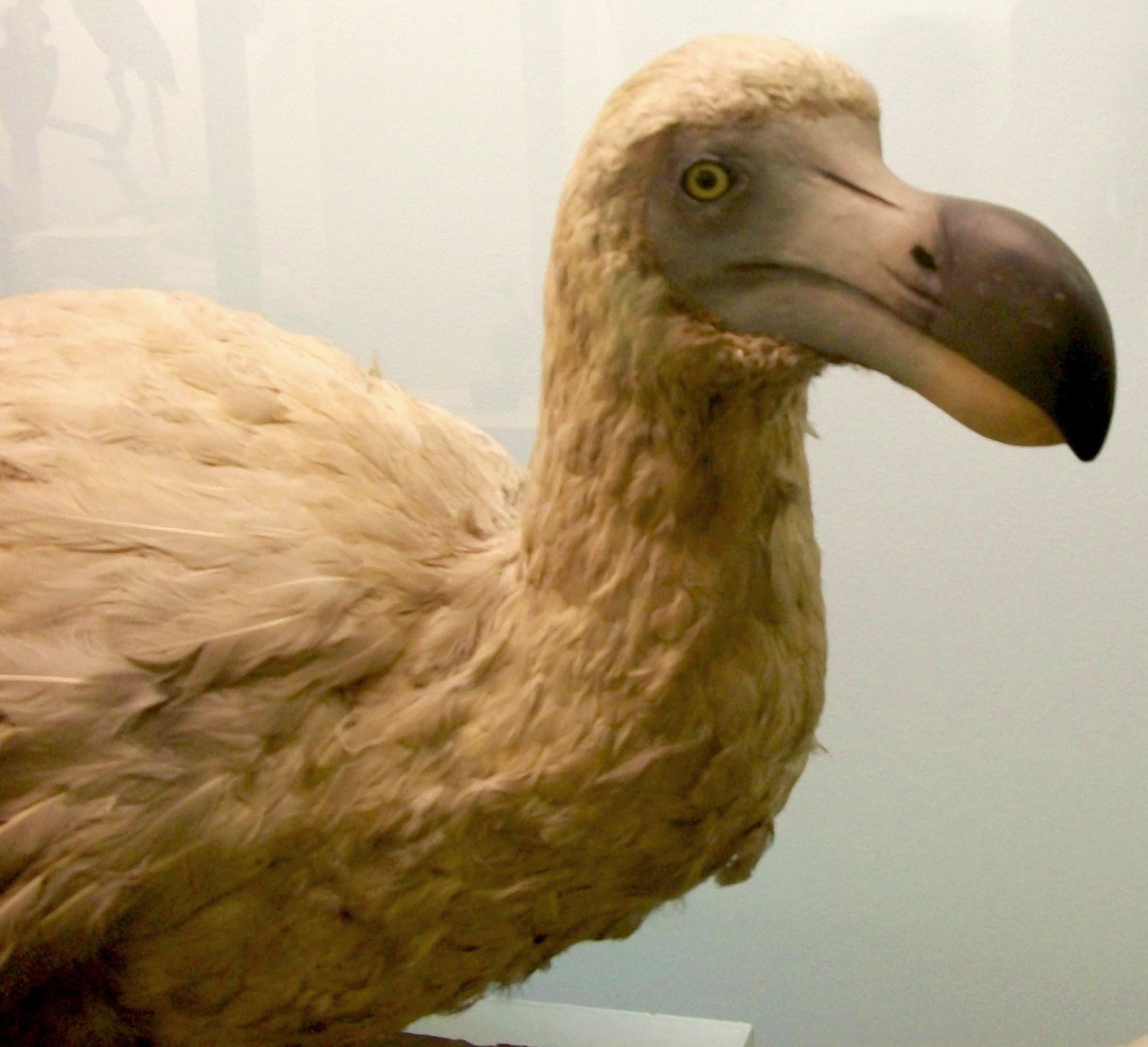 Why Did the Dodo Go Extinct? - Understanding Dodo Bird Extinction