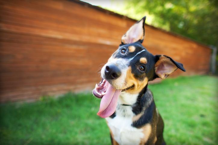 Dog With a Purple Tongue - Causes and Treatment