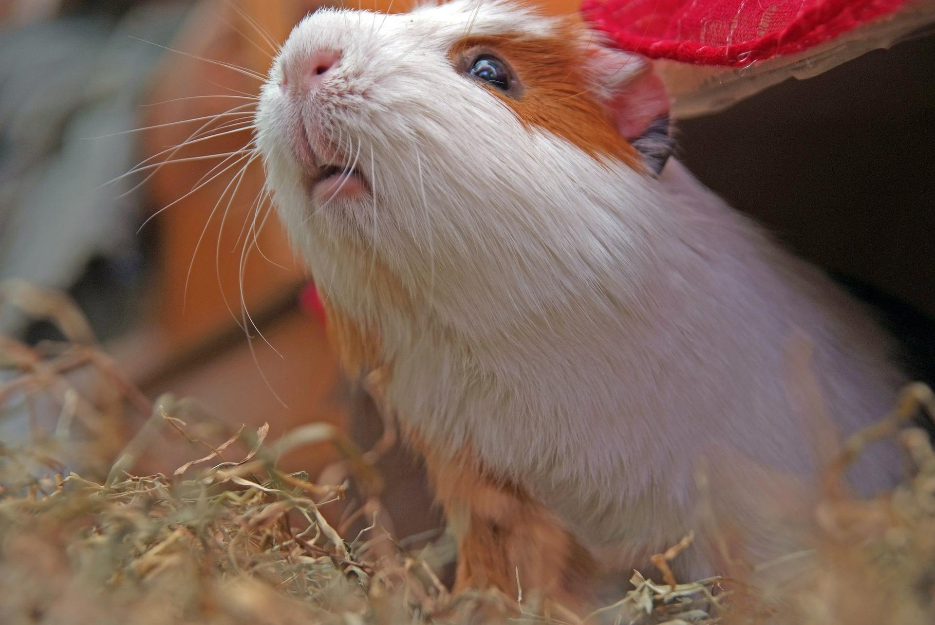 Guinea Pig’s Vision - Find Out if Guinea Pigs See Colors or at Night