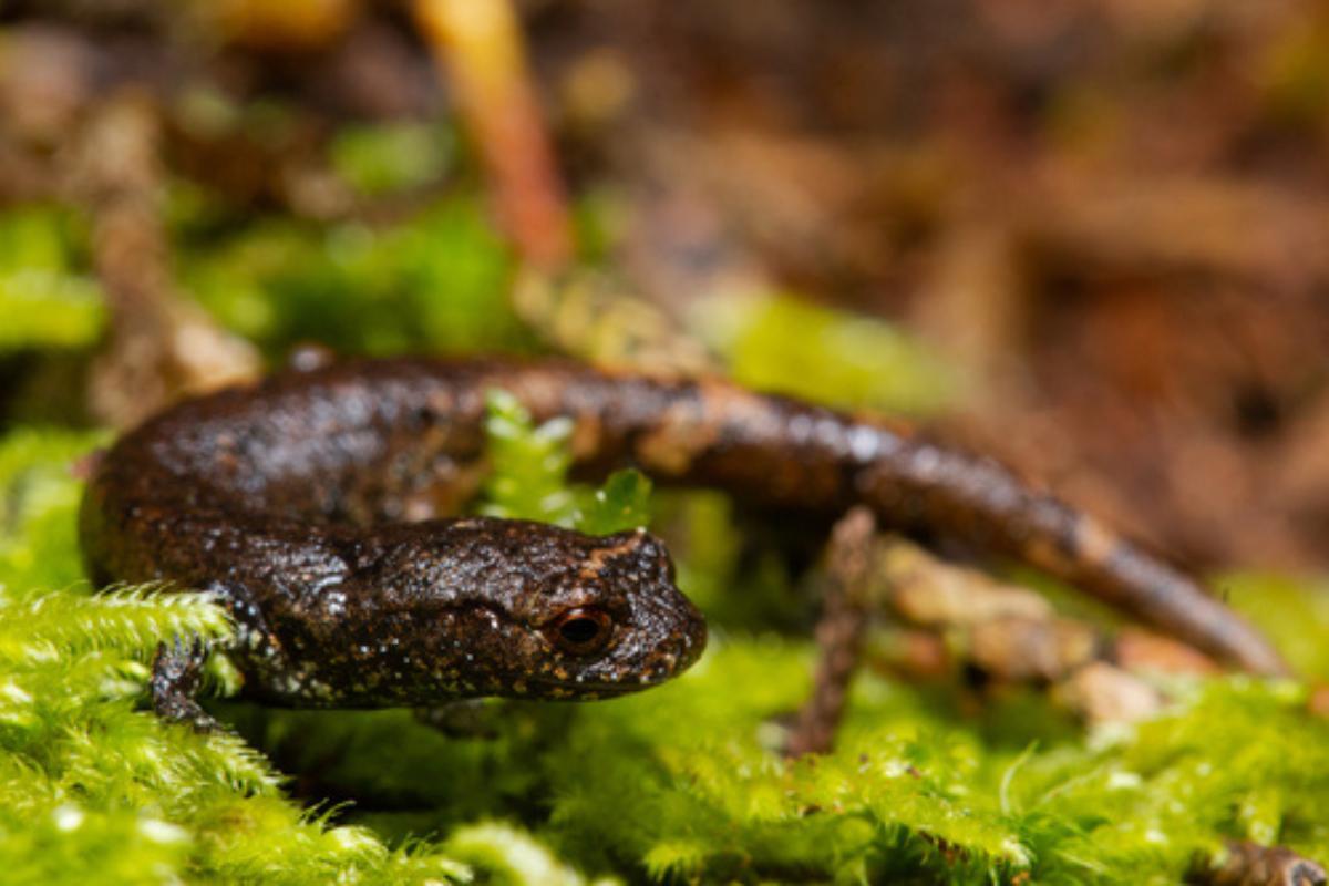 10 Native Oaxacan Animals - With Photos