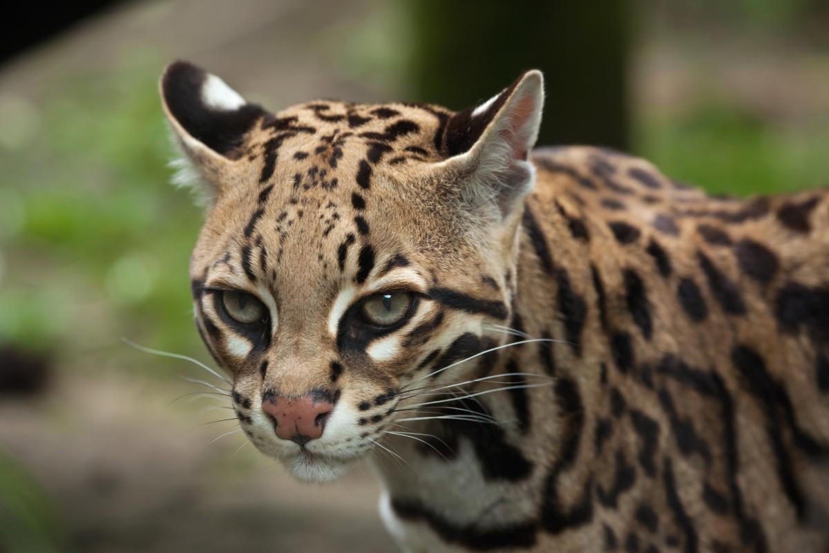 10 Native Oaxacan Animals - With Photos