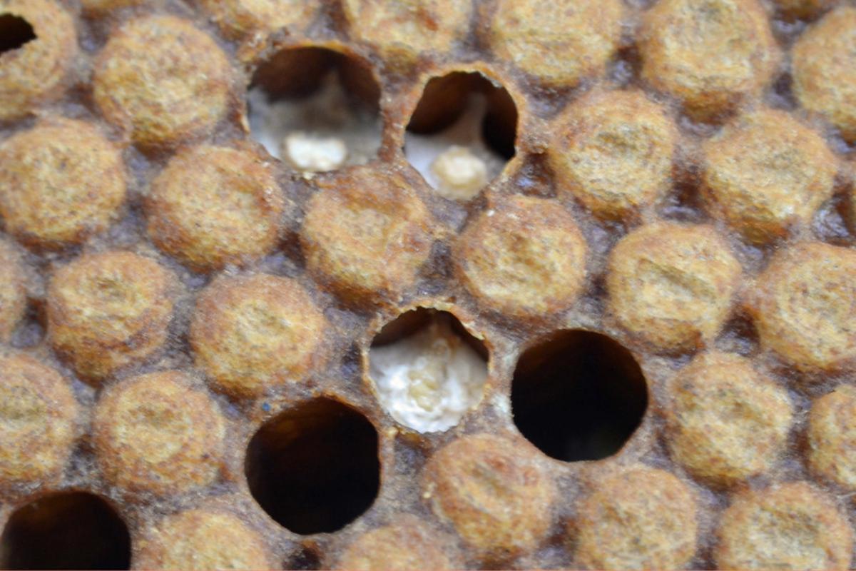 Most Common Bee Diseases - Viruses, Parasites, and Pests in Beehives