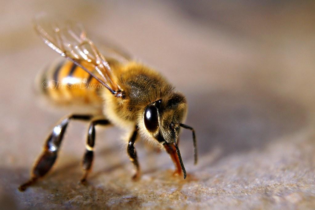 Most Common Bee Diseases - Viruses, Parasites, and Pests in Beehives