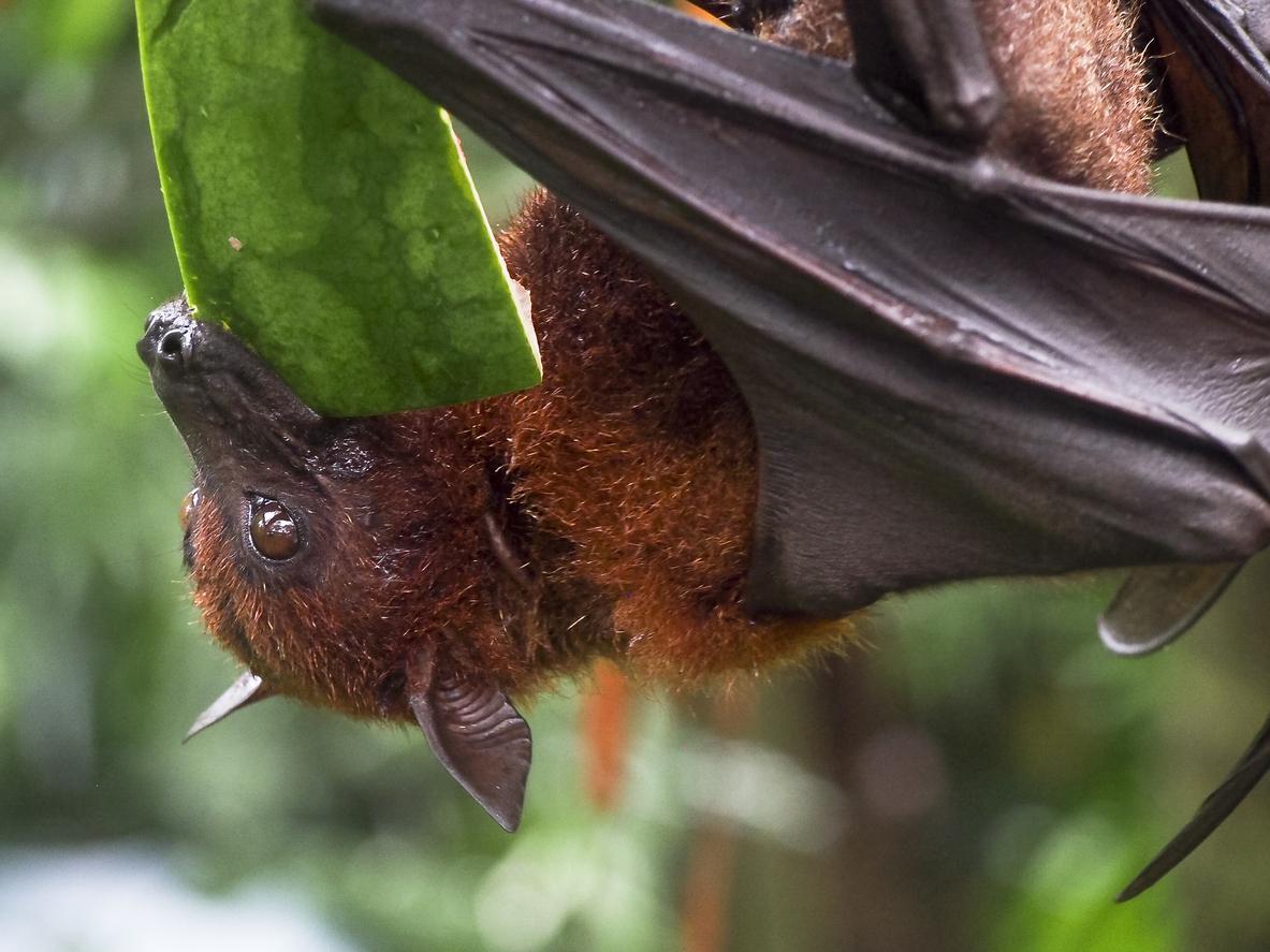 Fruit Bats as Pets: Guidelines and Tips - Is It Legal to Have Fruit ...