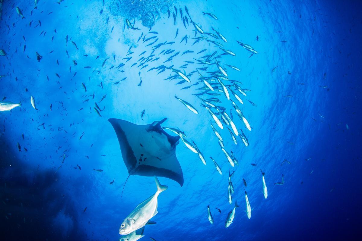 What Do Manta Rays Eat? - Complete Guide to Their Diet