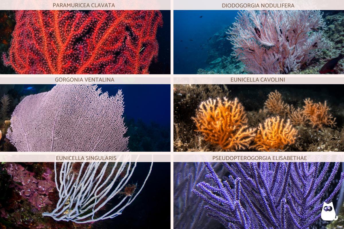 What Are Gorgonian Corals? - Types of Gorgonians