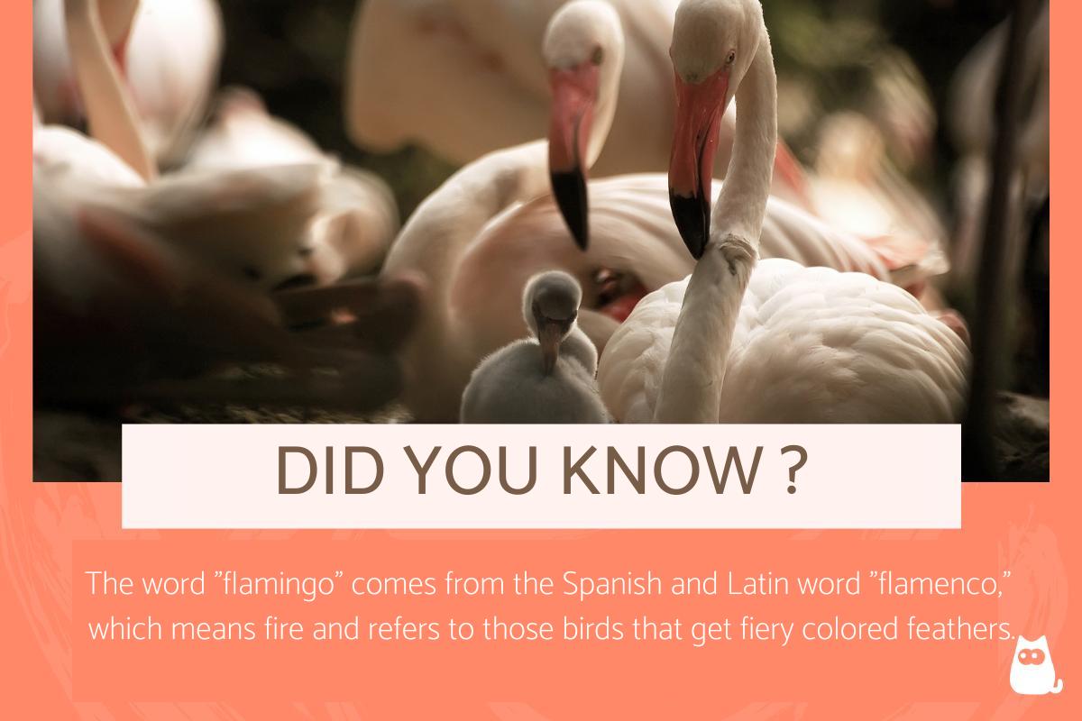 20 Fun and Interesting Facts About Flamingos