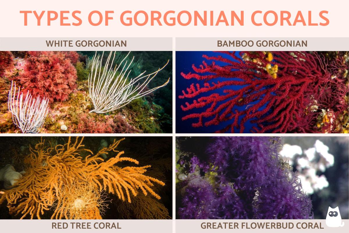 What Are Gorgonian Corals? - Types of Gorgonians