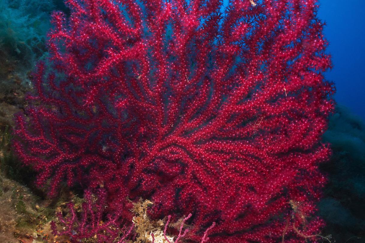 What Are Gorgonian Corals? - Types of Gorgonians