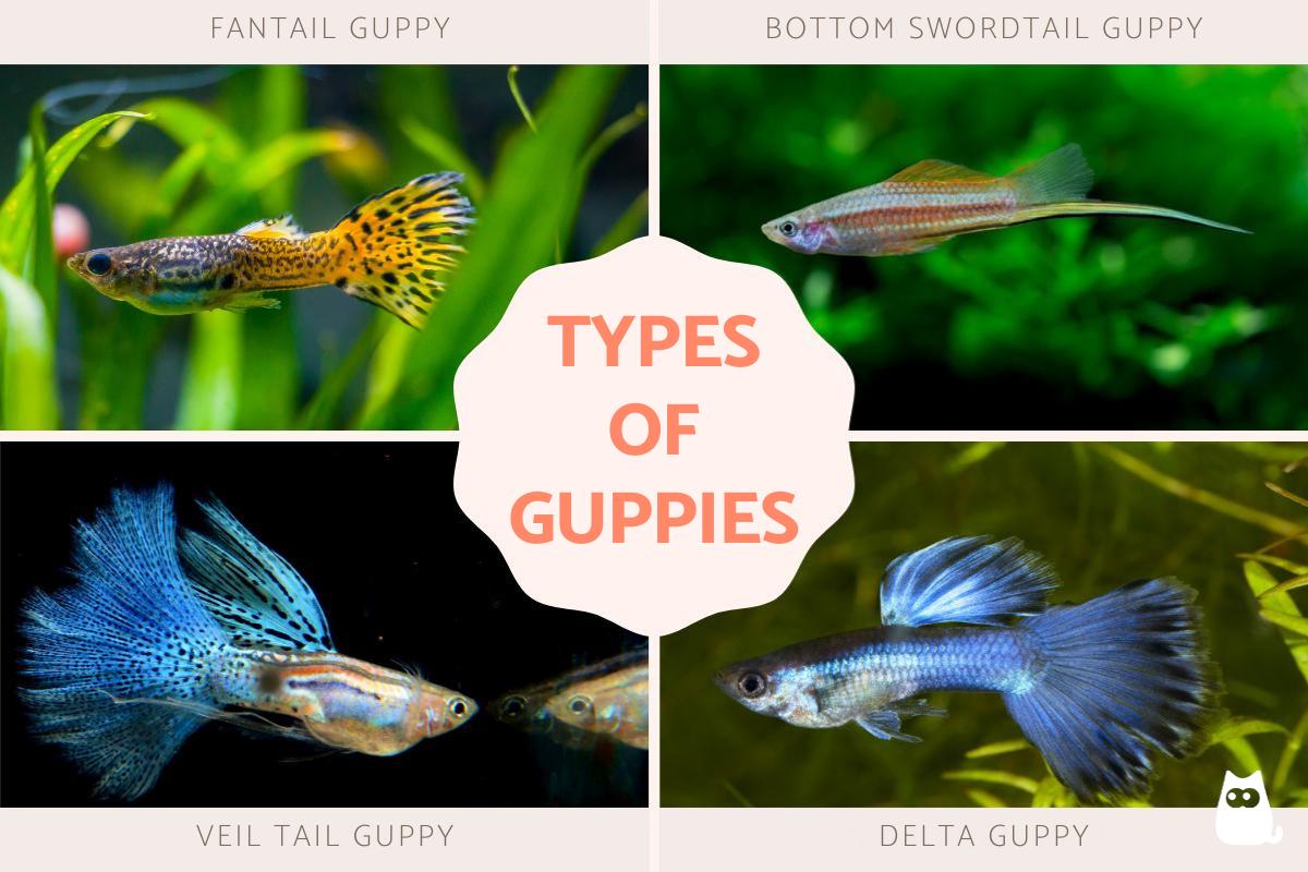 10 Different Types of Guppies - Guppy Breeds for Aquariums