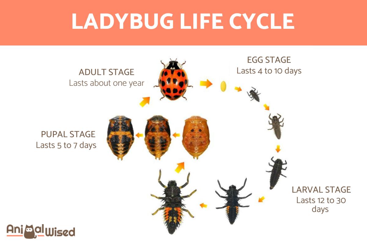 Lady Bug Life Cycle - How Long Do Lady Bugs Live?