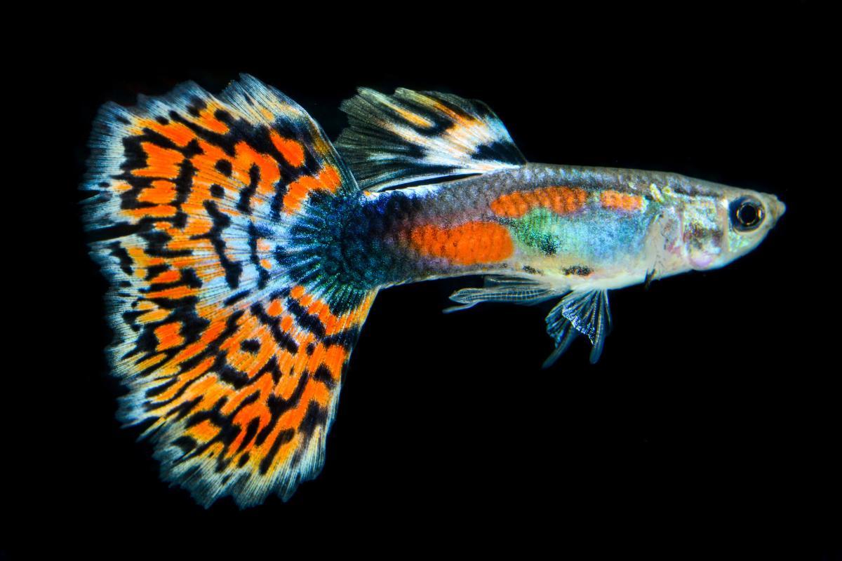 10 Different Types of Guppies - Guppy Breeds for Aquariums
