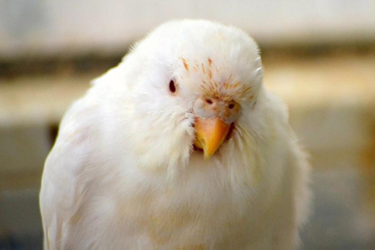 My Budgie Has a Cracked Beak - Causes, Symptoms and Treatment