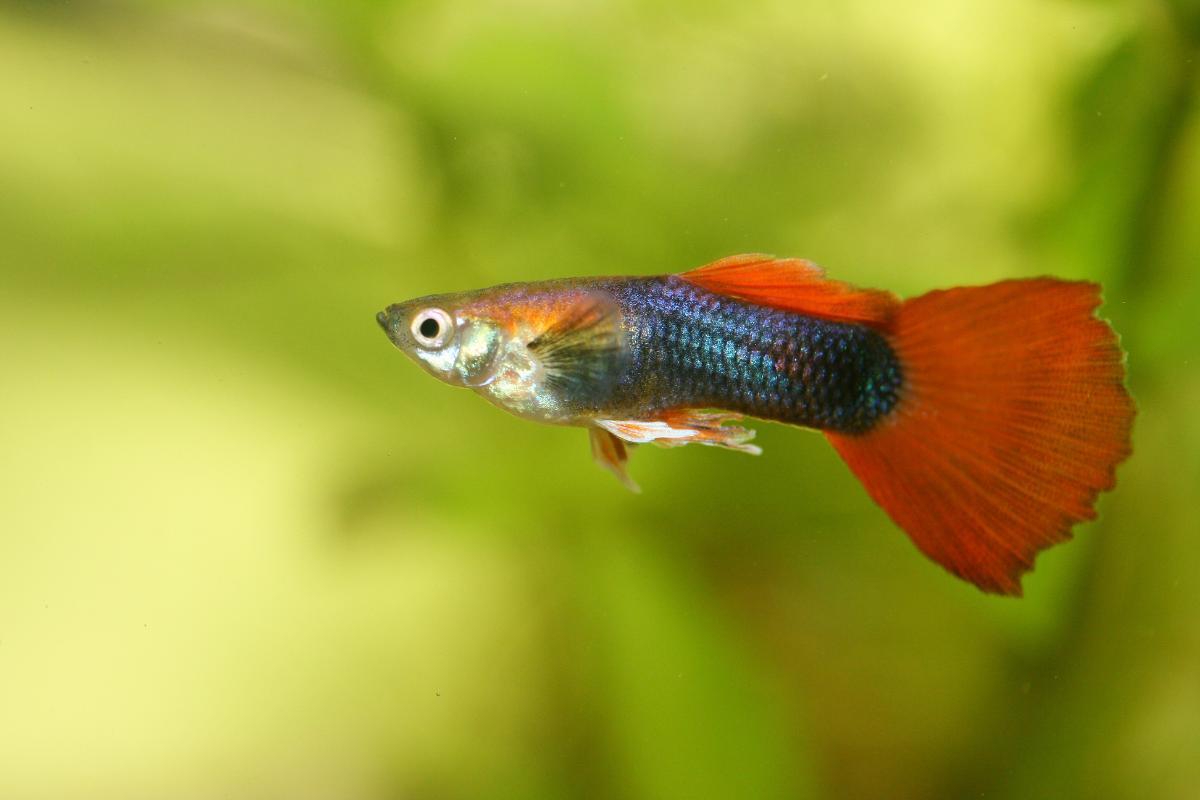10 Different Types of Guppies - Guppy Breeds for Aquariums
