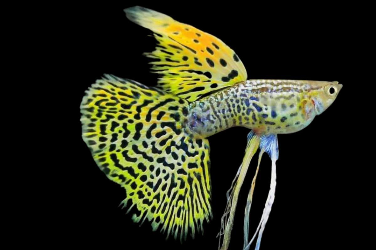 10 Different Types of Guppies - Guppy Breeds for Aquariums