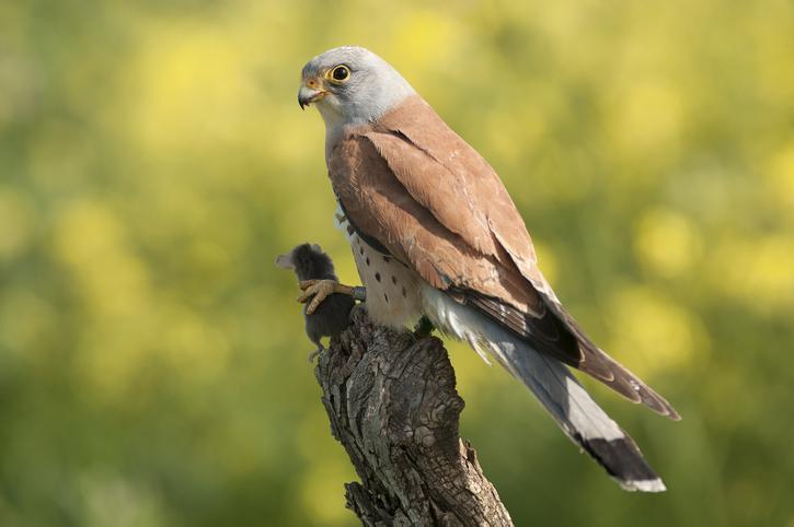 Types of Falcons - Species, Names and Characteristics