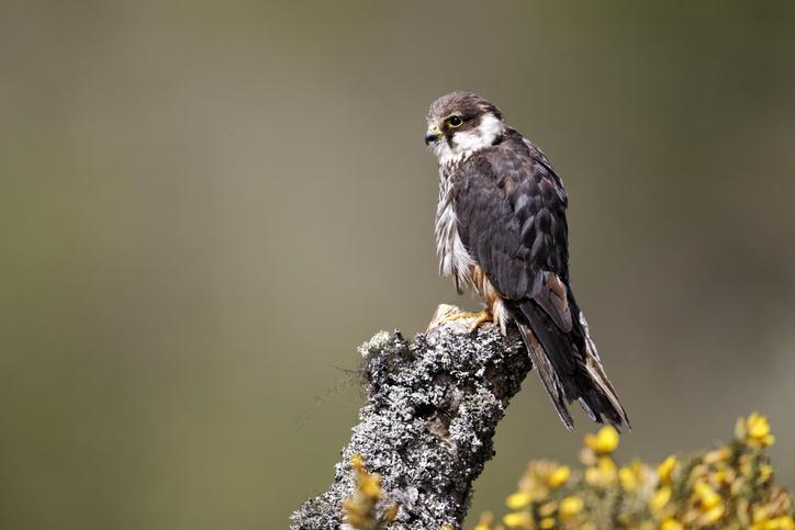 Types of Falcons - Species, Names and Characteristics
