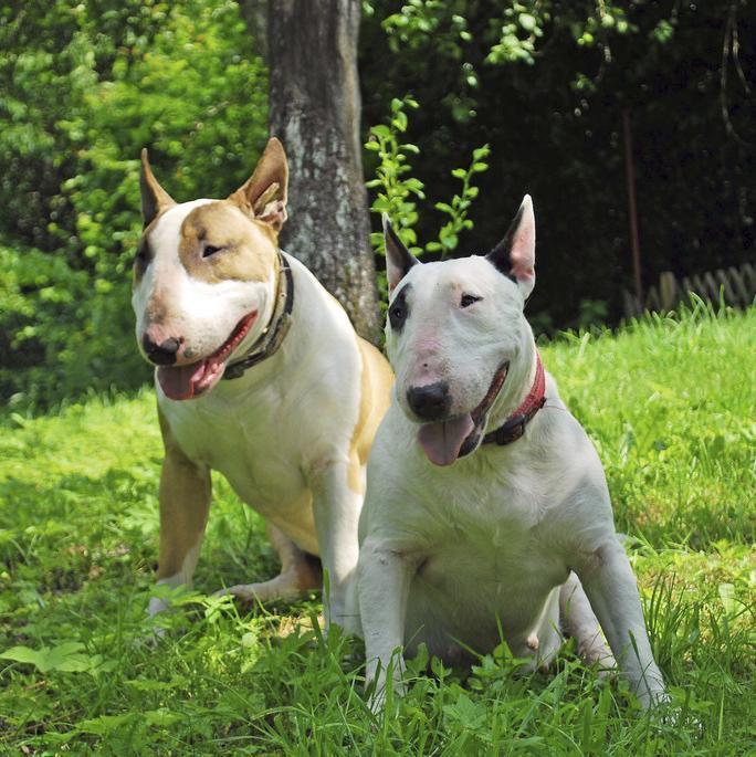 Caring for a Bull Terrier