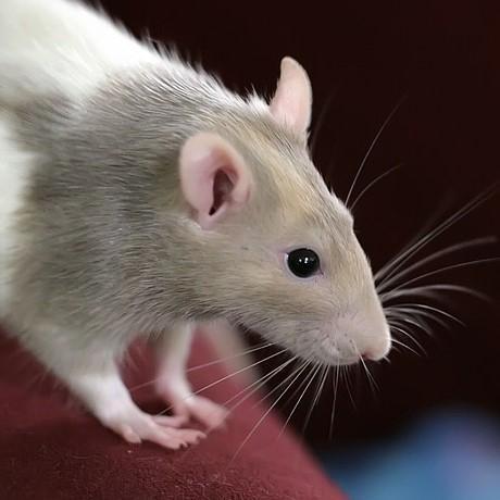 Bathing a Pet Rat - Step by Step Guide