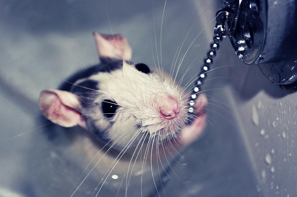 Bathing a Pet Rat - Step by Step Guide